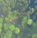 Fanwort planted in competition with the known invasive weed hornwort ...