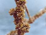 Mussel spat attached to a culture rope. (Photo: Barbara Hayden) | NIWA