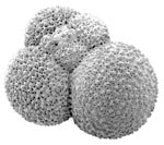 Globigerina bulloides, magnified 330 times. (Photo: L. Northcote ...