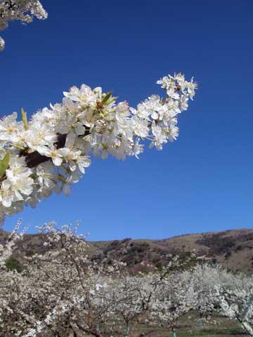 Spring blossom in Otago. (Photo: Steve Le Gal) | Earth Sciences New ...