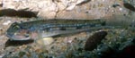 Acentrogobius pflaumii from Victoria Docks, Melbourne, Australia ...