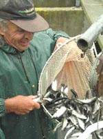 Selwyn Hawke and Tom Gough weigh smolt for loading. (Photo: Nelson ...