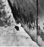 Whitebait of the koaro climbing concrete velocity barrier. (Photo: E.J ...