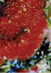 Pohutukawa blossom. (Photo: Alan Blacklock) | Earth Sciences New ...