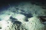 Sediment mounded by burrowing shrimp | Earth Sciences New Zealand | NIWA