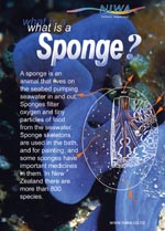 New sponge poster at Kelly Tarlton's | NIWA