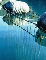 Frames of spat-catching rope hung out. | Earth Sciences New Zealand | NIWA