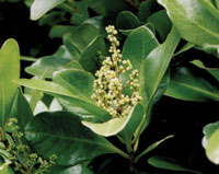 Karaka in flower | Earth Sciences New Zealand | NIWA