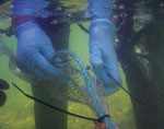 Standing in shallow water, a worker attaches the 'seed' sponge onto ...