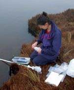 Cathy collecting samples at her Bealy field site. (Photo: P. Broady) | NIWA