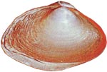 The Asian clam. | Earth Sciences New Zealand | NIWA