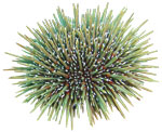 Kina (sea urchin). (Photo: R. Wells) | NIWA