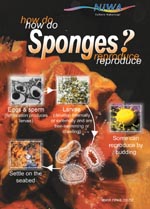 New sponge poster at Kelly Tarlton's | NIWA