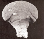 Sclerosponge showing mushroom-like growth form. | Earth Sciences New ...