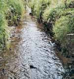 This cleared section of the Mokau River tributary is a poor inanga ...