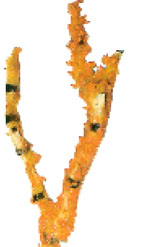 A bamboo coral (Keratoisis sp.), aged at 300-500 years old. (Photo ...