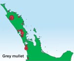 Grey mullet. | Earth Sciences New Zealand | NIWA