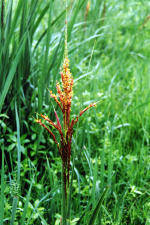 Manchurian wild rice in flower. | NIWA