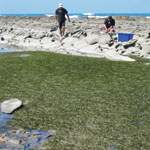 Sampling intertidal seagrass on the rocky reef at Gisborne. (Photo ...