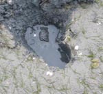 Anoxic sediment just below the surface of an intertidal seagrass bed in ...