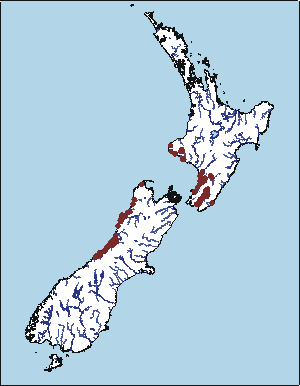 Brown Mudfish : brownmudfish.gif | Earth Sciences New Zealand | NIWA