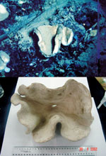 A living rock sponge photographed from a submersible and the Tasman Sea ...