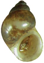 An unnamed hydrobiid species collected from a stream near Waitomo ...