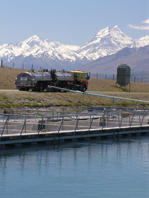 Live salmon smolt are decanted into the Mount Cook Salmon Farm located ...