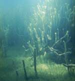 A water-weed, Lagarosiphon, invades beds of native charophytes. (Photo ...