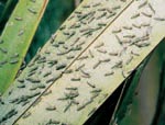 A swarm of adult midges. | Earth Sciences New Zealand | NIWA