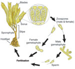 Heteromorphic life cycle of true kelps. (Graphic: Erika Mackay) | Earth ...