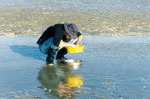 Conrad Pilditch collecting juvenile bivalves in Manukau Harbour. (Photo ...