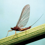 Young adult mayfly, Deleatidium species. (Photo: Brian Smith) | NIWA