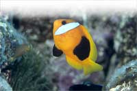 Amphiprion melanopus, an anemone fish which occurs naturally in parts ...