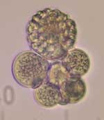 Kingdom Chromista in New Zealand : kingdomc_150.jpg | Earth Sciences ...