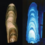 Cross-sections of two stalagmites. (Photos: P. Williams) | Earth ...