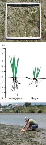 Relative biomass in two substrates. top: Sandy substrate in Whangapoua ...