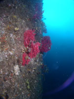 New discoveries in Fiordland’s ‘china shops’ : red_coral_150.jpg ...