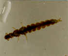 Identification : BUGS15.JPG | NIWA
