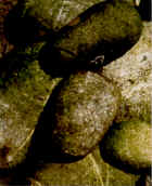 Identification : SLIME1.JPG | Earth Sciences New Zealand | NIWA