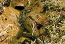 Stream-bed life as indicators of stream health : image082.jpg | NIWA