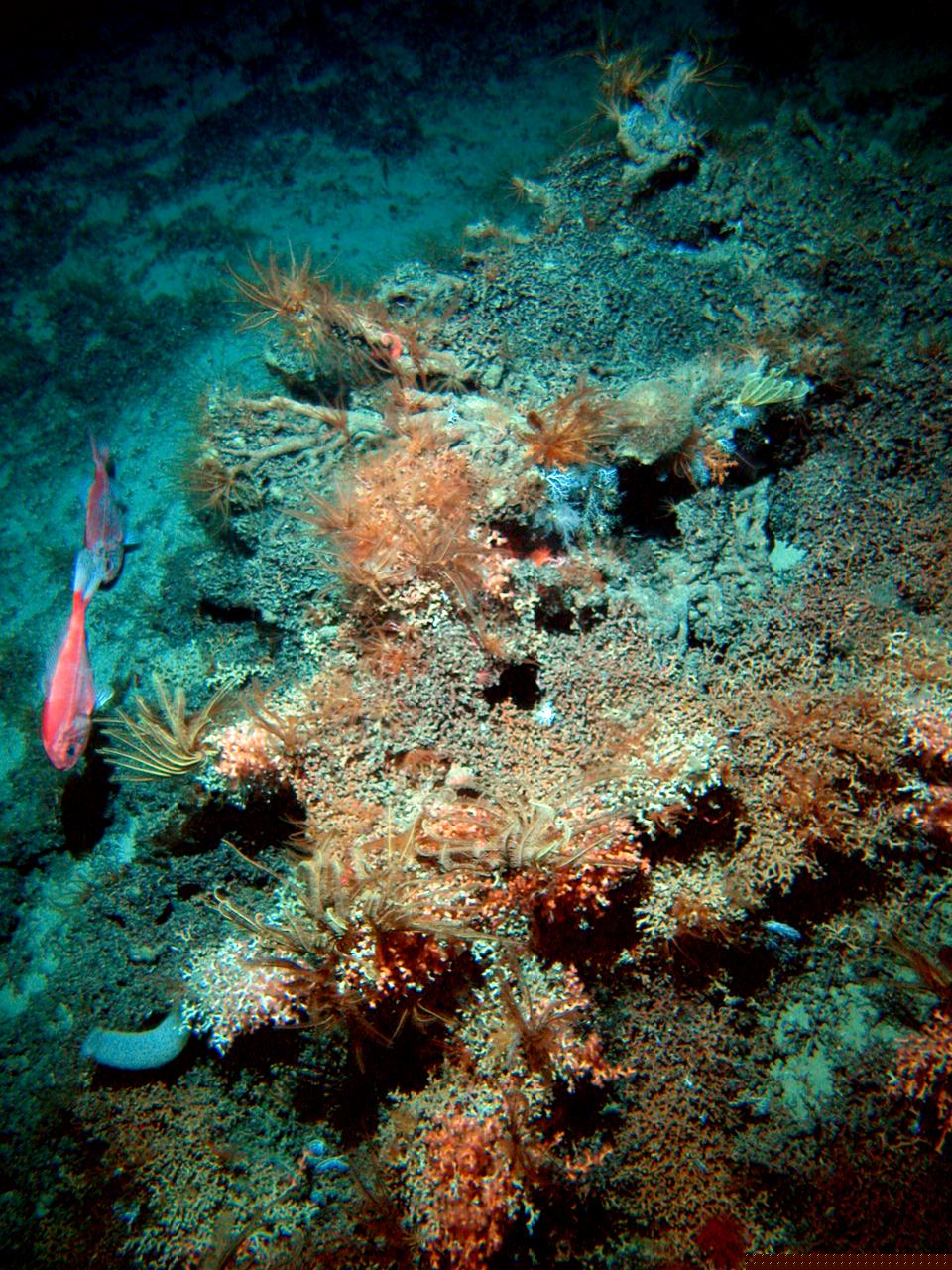 The diverse deep-sea communities of our New Zealand seamounts | Earth ...