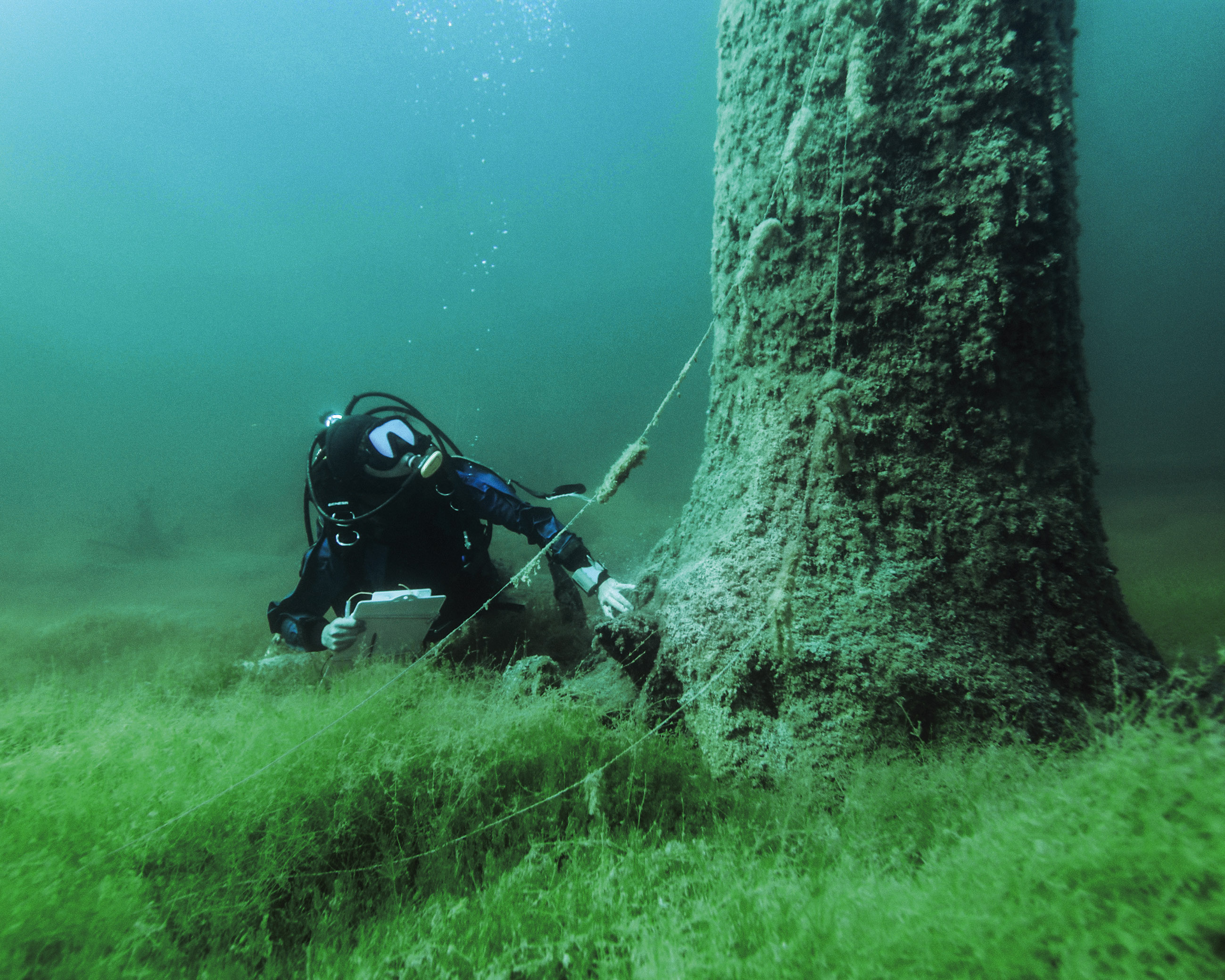 Drowned tree in Lake Waikaremoana | Earth Sciences New Zealand | NIWA
