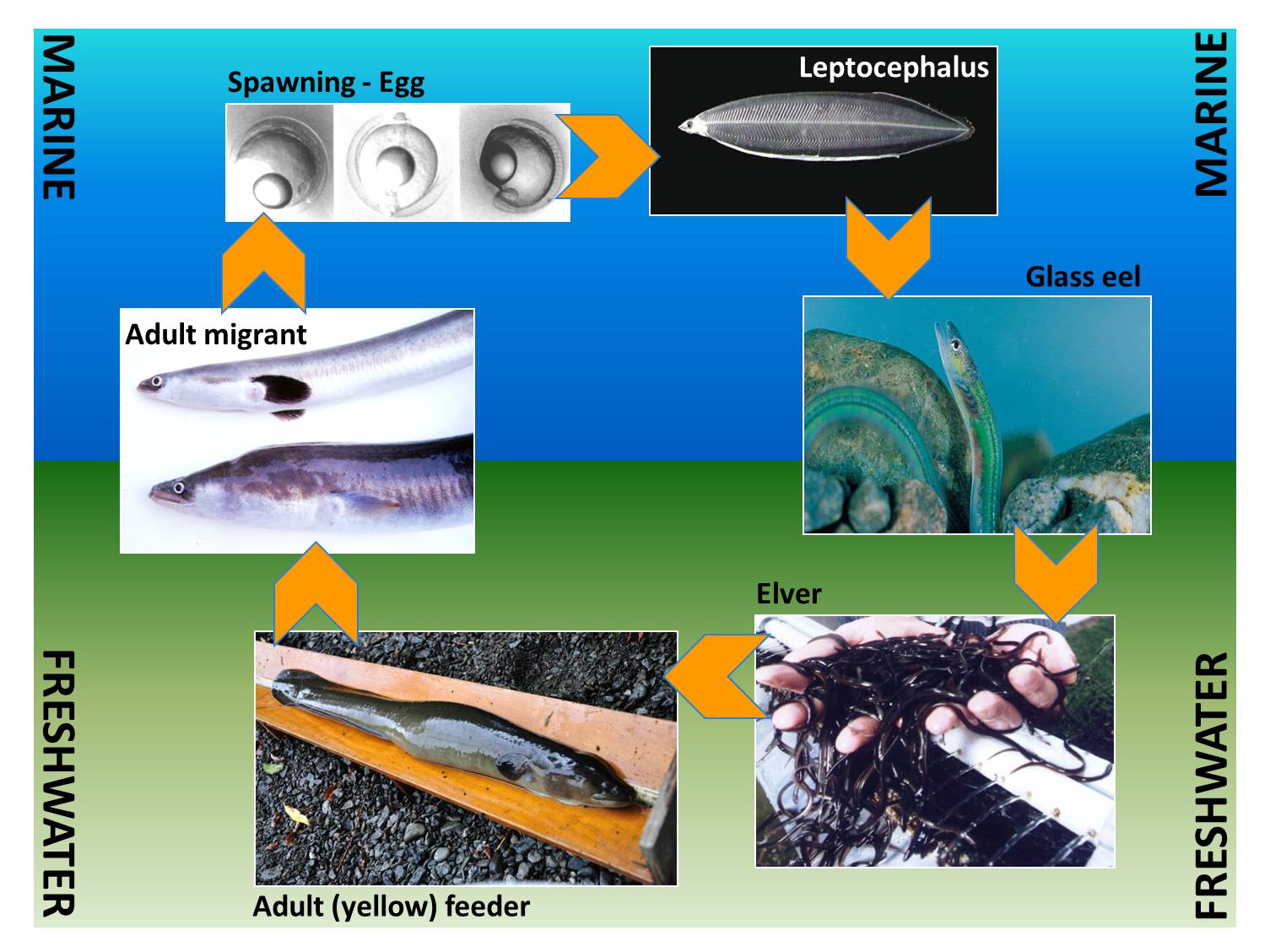 Tuna/Eels | Earth Sciences New Zealand | NIWA
