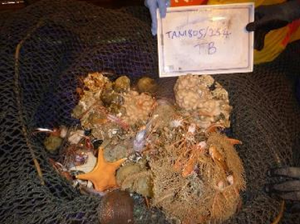 Sponges collected for the experiment by benthic sled | Earth Sciences ...