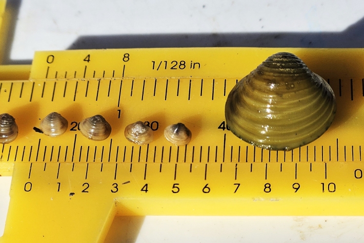 Invasive species | Earth Sciences New Zealand | NIWA