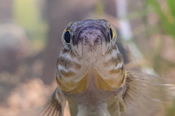 NZ Freshwater Fish Database | Earth Sciences New Zealand | NIWA