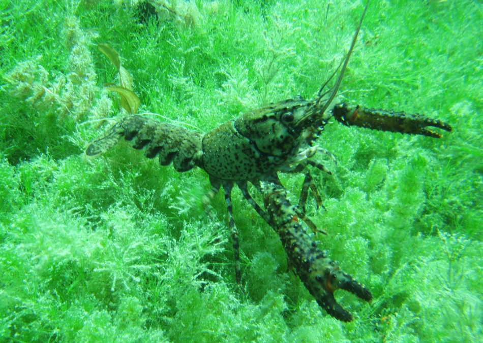 Kōura (freshwater) | NIWA