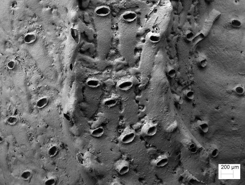 Northern-hemisphere fossil discovered living in New Zealand | Earth ...
