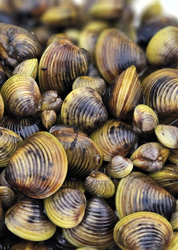 About the clam | Earth Sciences New Zealand | NIWA